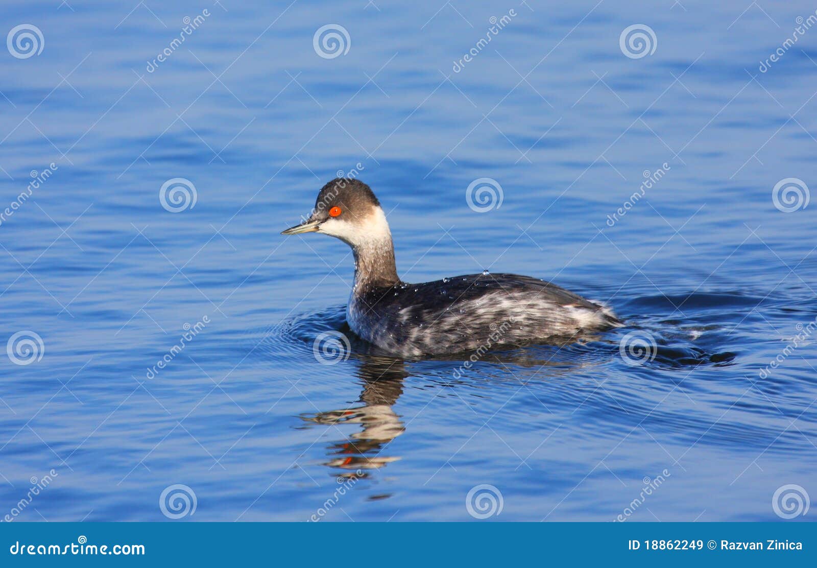 766 Crested Grebe Fish Photos - Free & Royalty-Free Stock Photos from ...