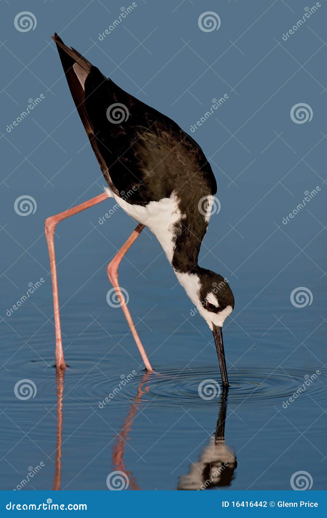 Black-necked Stilt stock photo. Image of stilt, shorebird - 16416442