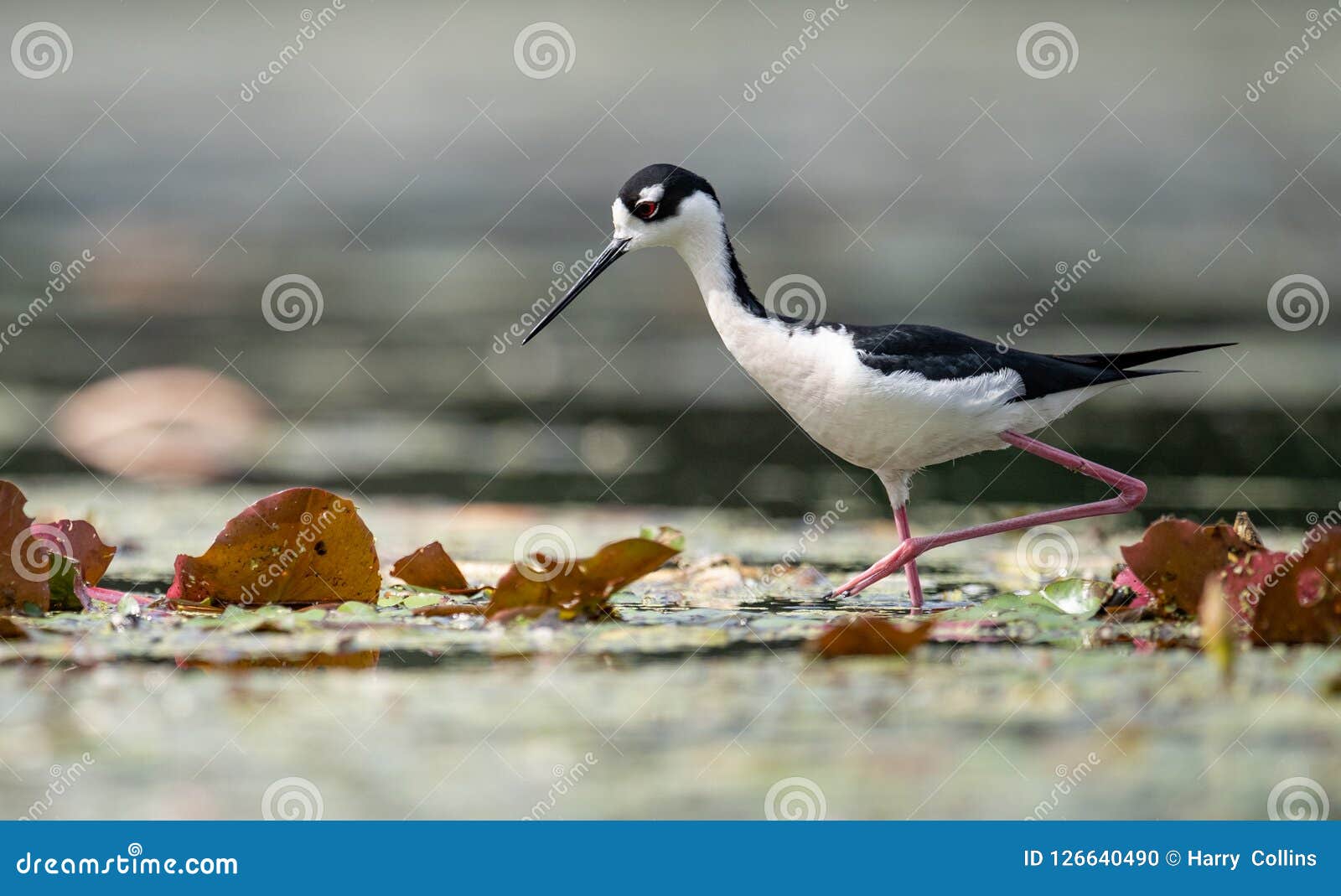 Black-necked Stilt stock photo. Image of nest, baby - 126640490