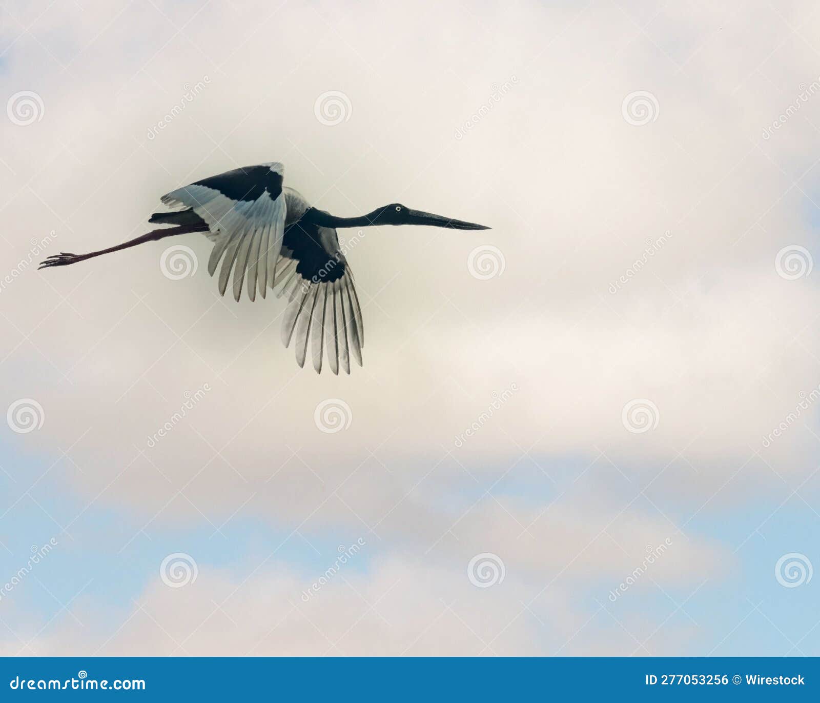A Black necked stork stock photo. Image of wild, australian - 277053256