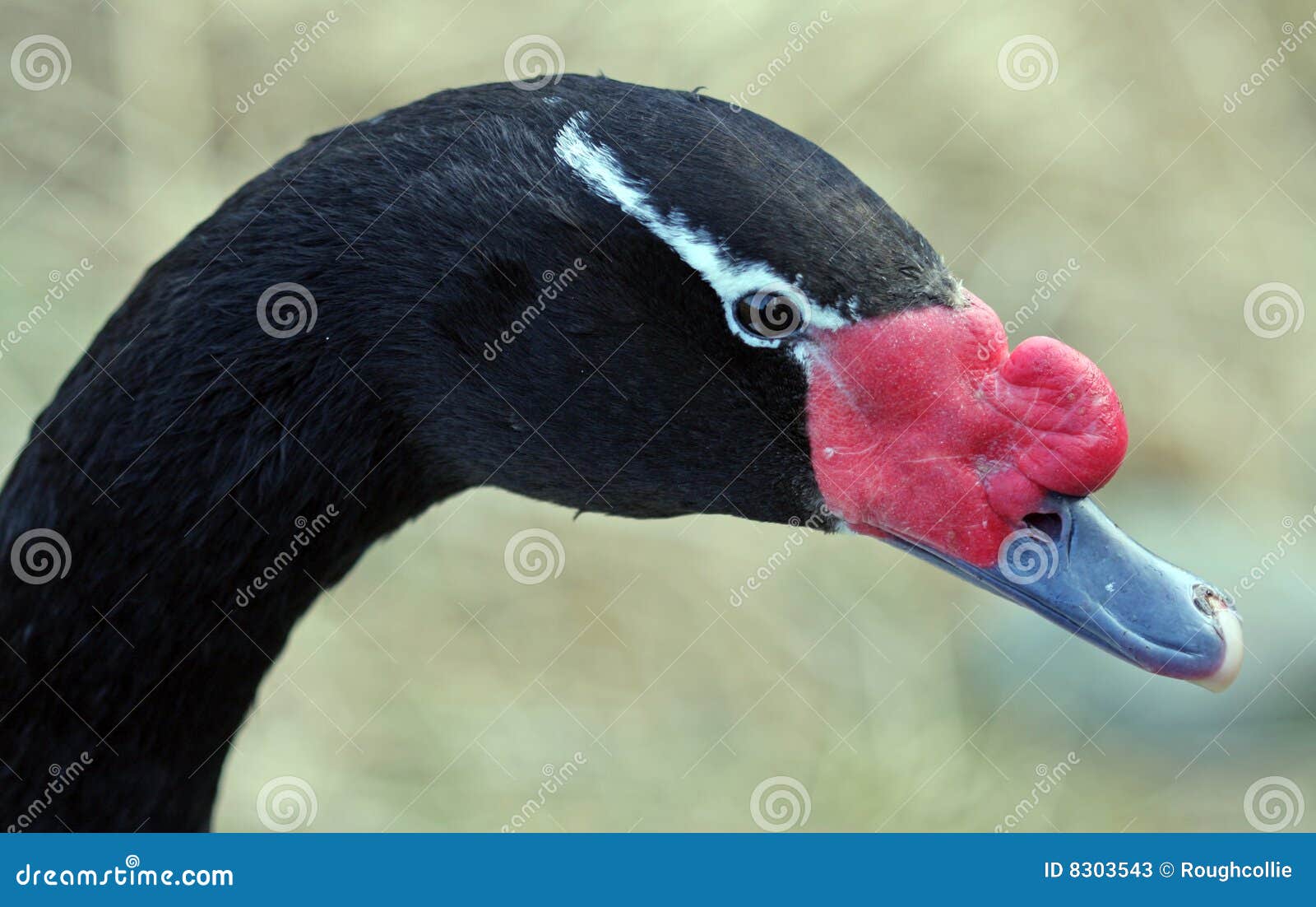 16,260 Black Swan Beak Stock Photos - Free & Royalty-Free Stock Photos ...