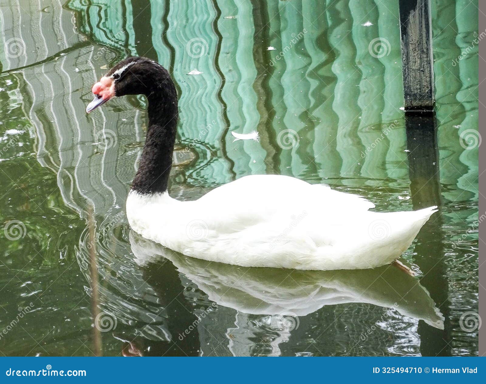 Black-necked Swan (Cygnus Melancoryphus) on Water Stock Photo - Image ...
