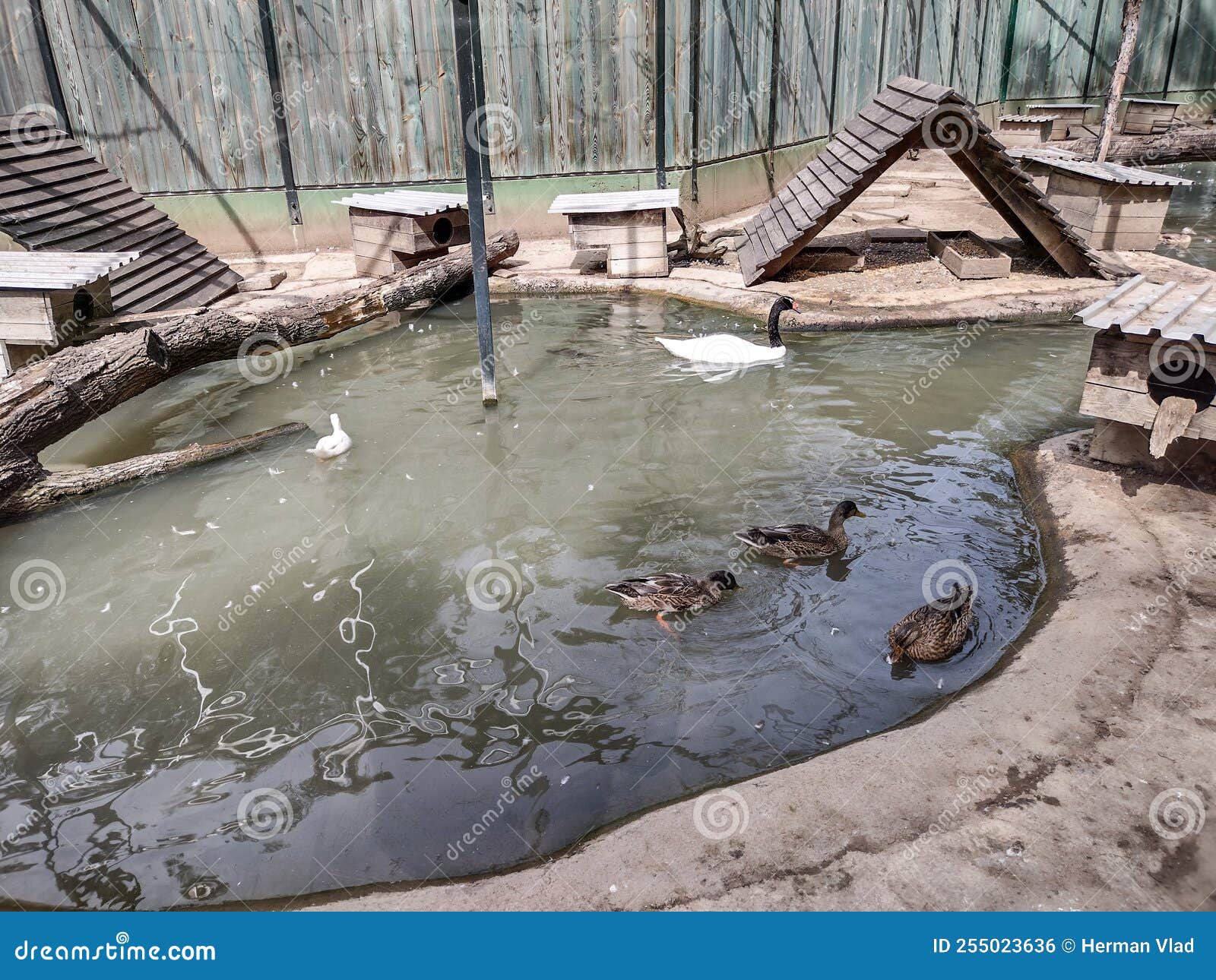 Black-necked Swan and Orther Ducks at the Zoo Stock Photo - Image of ...