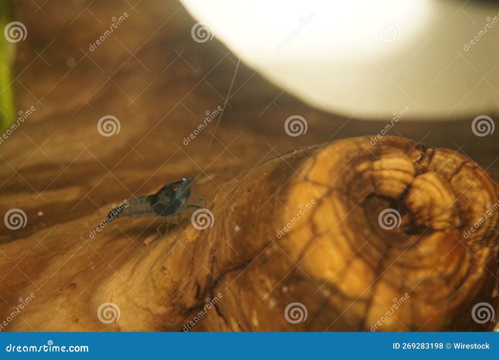 Black Neocaridina Davidi Shrimp Stock Photo - Image of creature, prawn ...