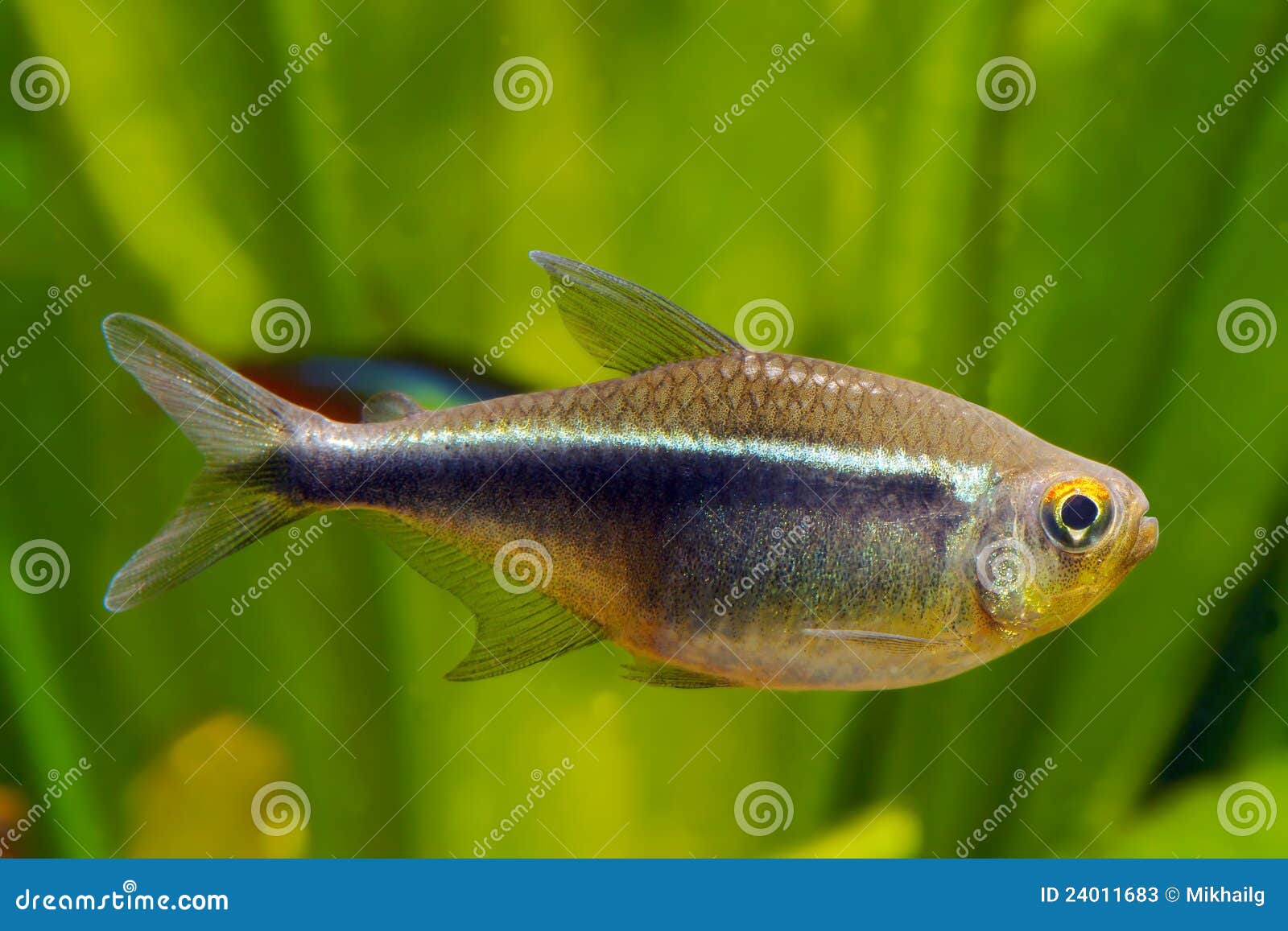 Black Neon Tetra stock image. Image of fresh, caudal - 24011683