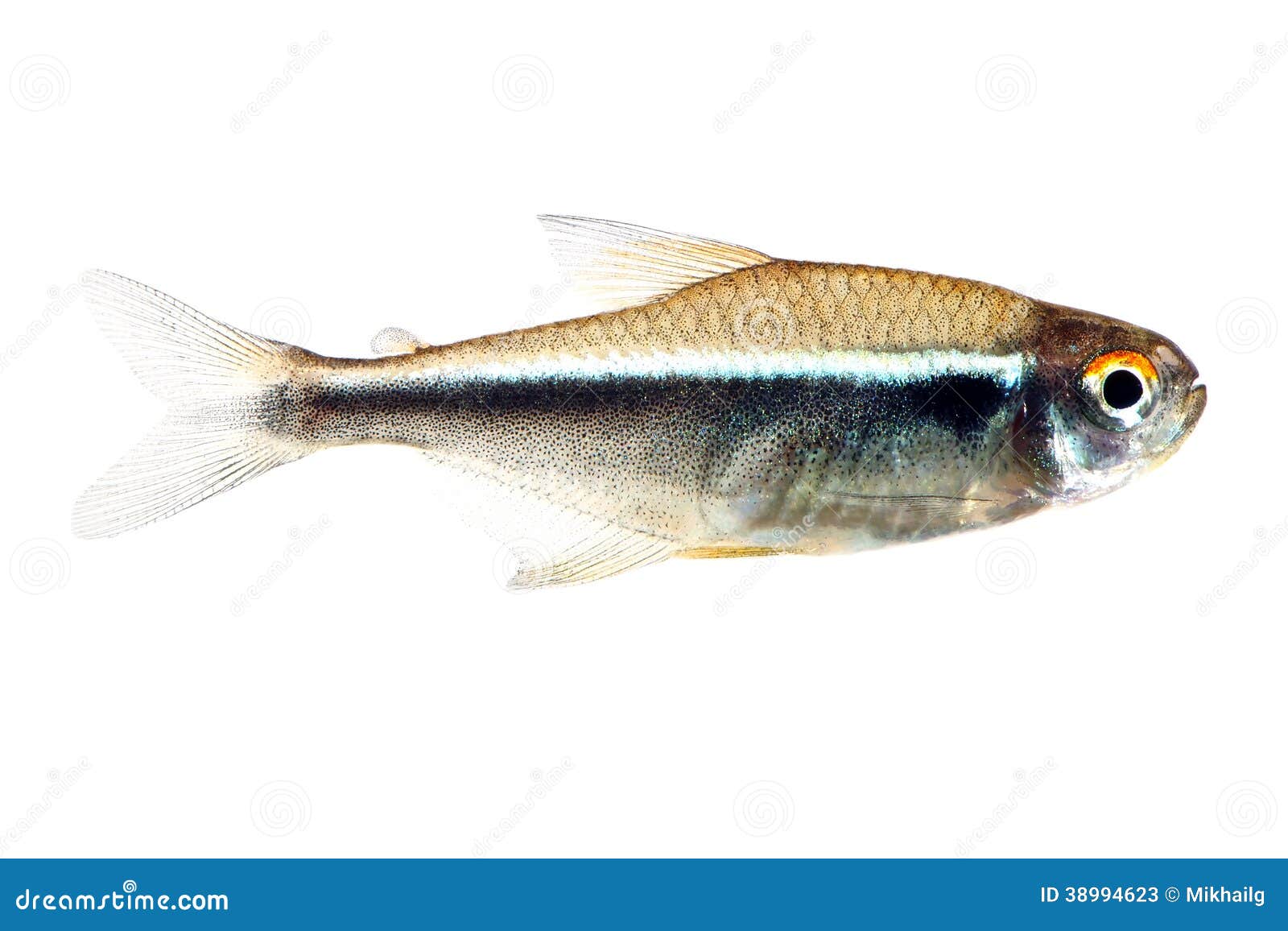 Black neon tetra fish stock image. Image of white, colorful - 38994623