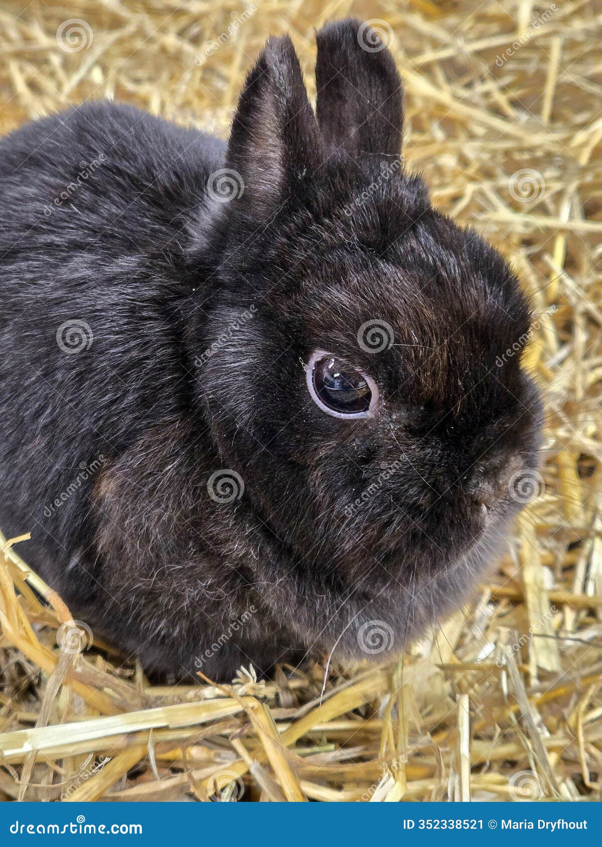 A Dwarf Rabbit With Agouti Markings Stock Image | CartoonDealer.com ...