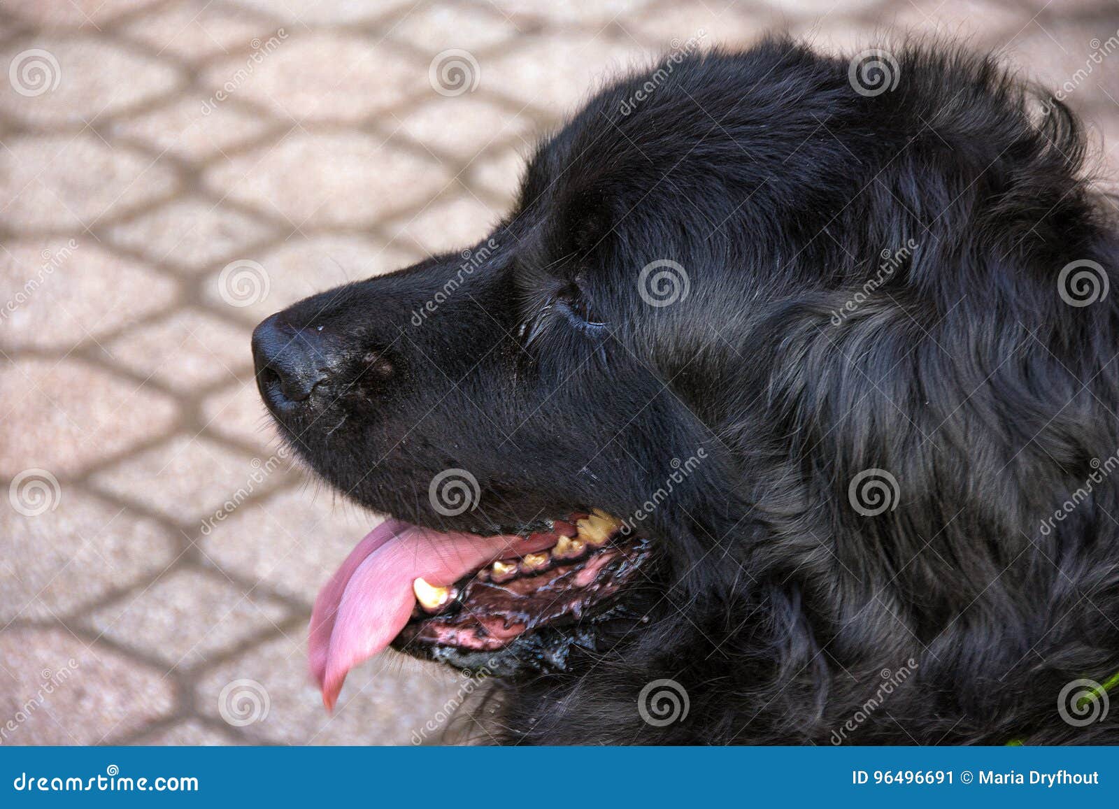 Black Newfoundland dog stock image. Image of teeth, pink - 96496691