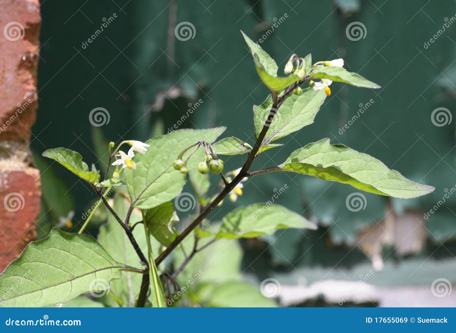 Black nightshade plant stock image. Image of leaves, black - 17655069