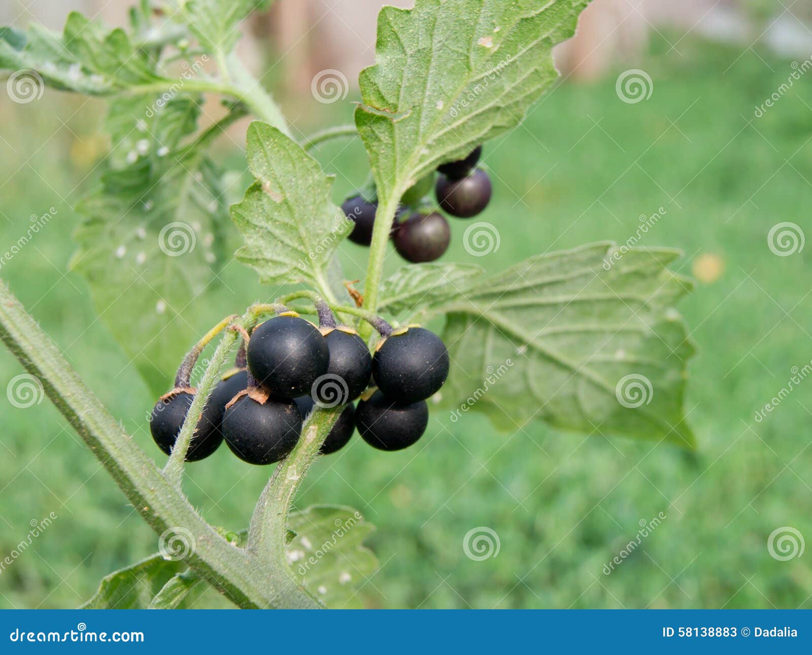 Black Nightshade (Solanum Nigrum) Stock Image - Image of medicine ...