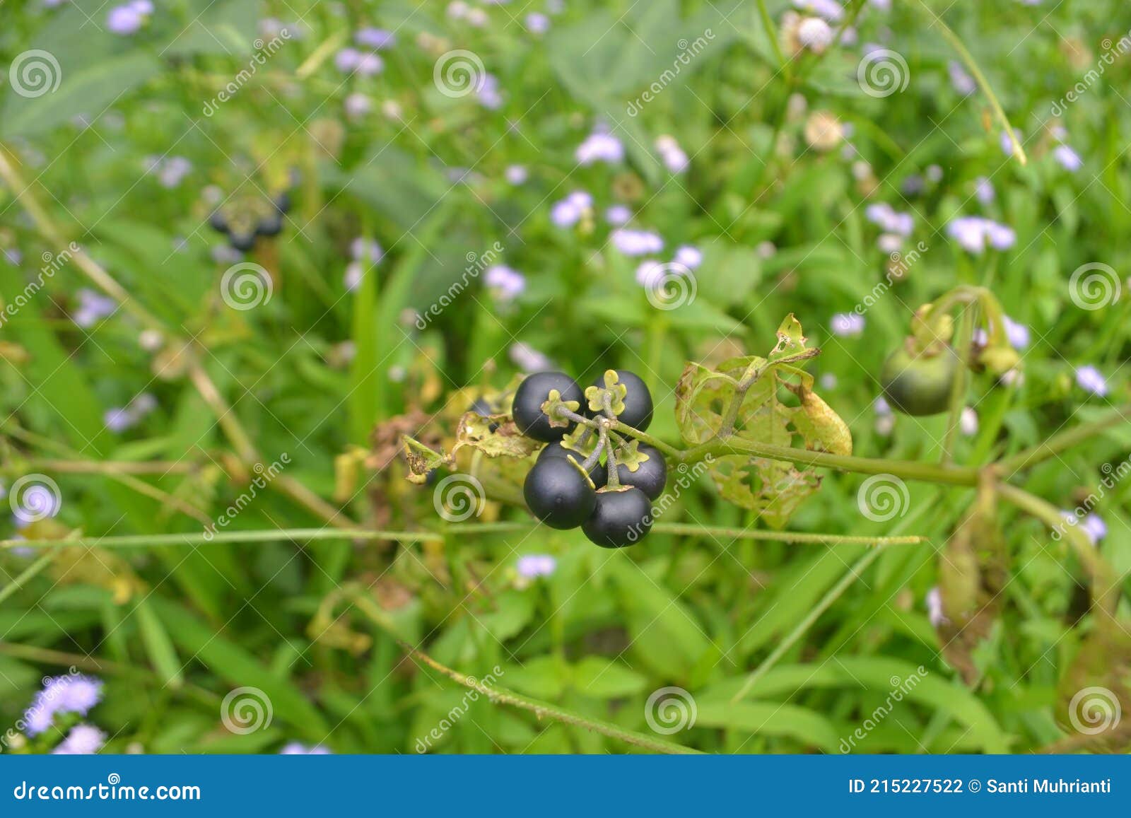 Black Nightshade on the Tree Stock Photo - Image of wild, black: 215227522