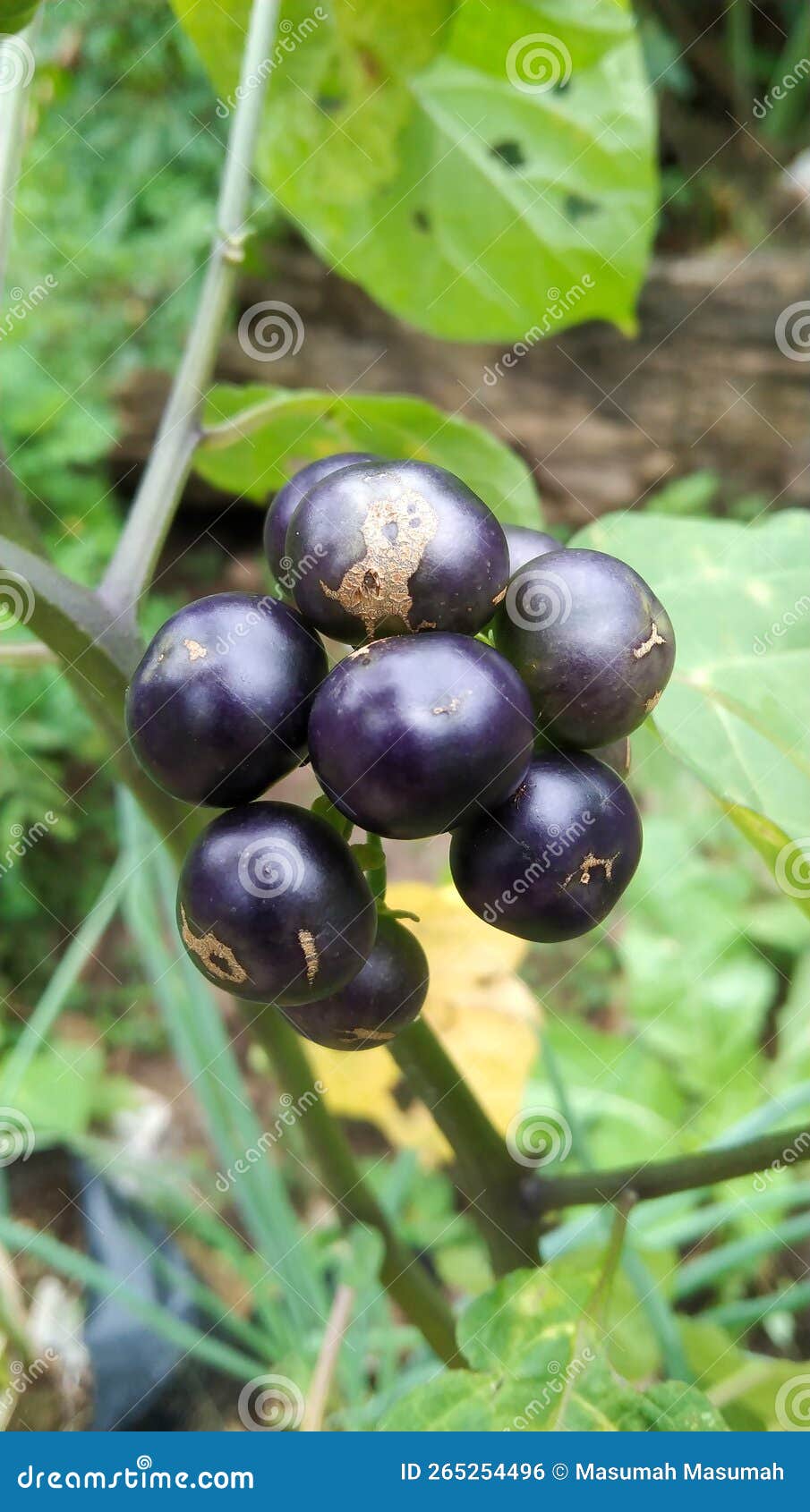 The black nightside stock photo. Image of black, nightside - 265254496