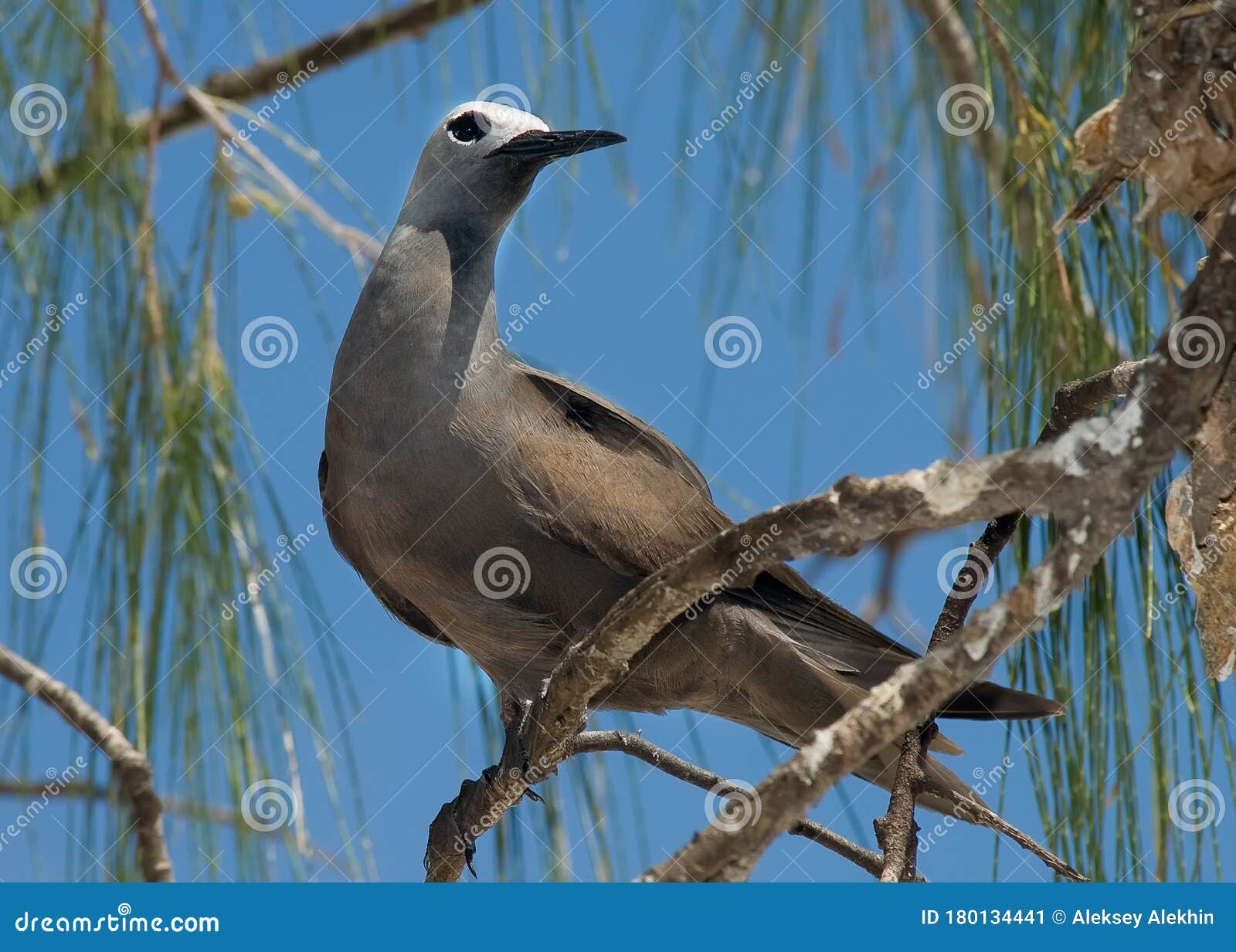 Black Noddy Tern Sits on a Tree Branch on Birds Island Stock Image ...