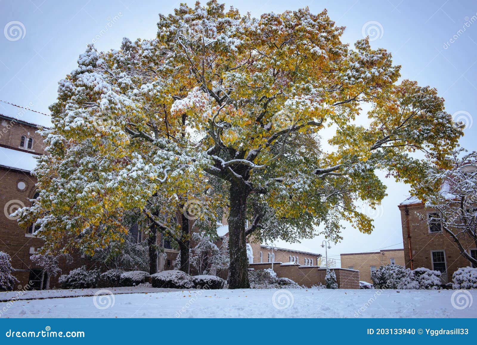 Black Oak Covered in Snow and Fall Foliage Stock Photo - Image of ...