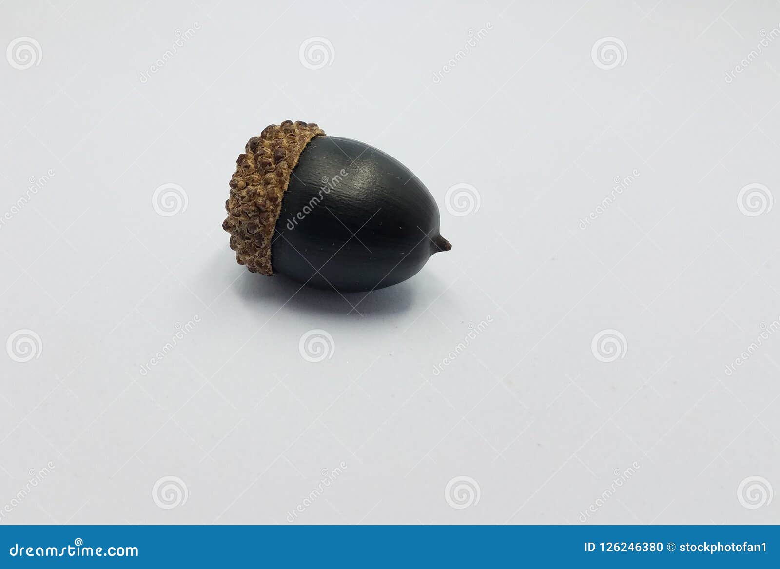 Black Oak Tree Acorn Seed on White Background Stock Photo - Image of ... Black Oak Tree Acorn Seed on White Background Stock Photo - Image of ...