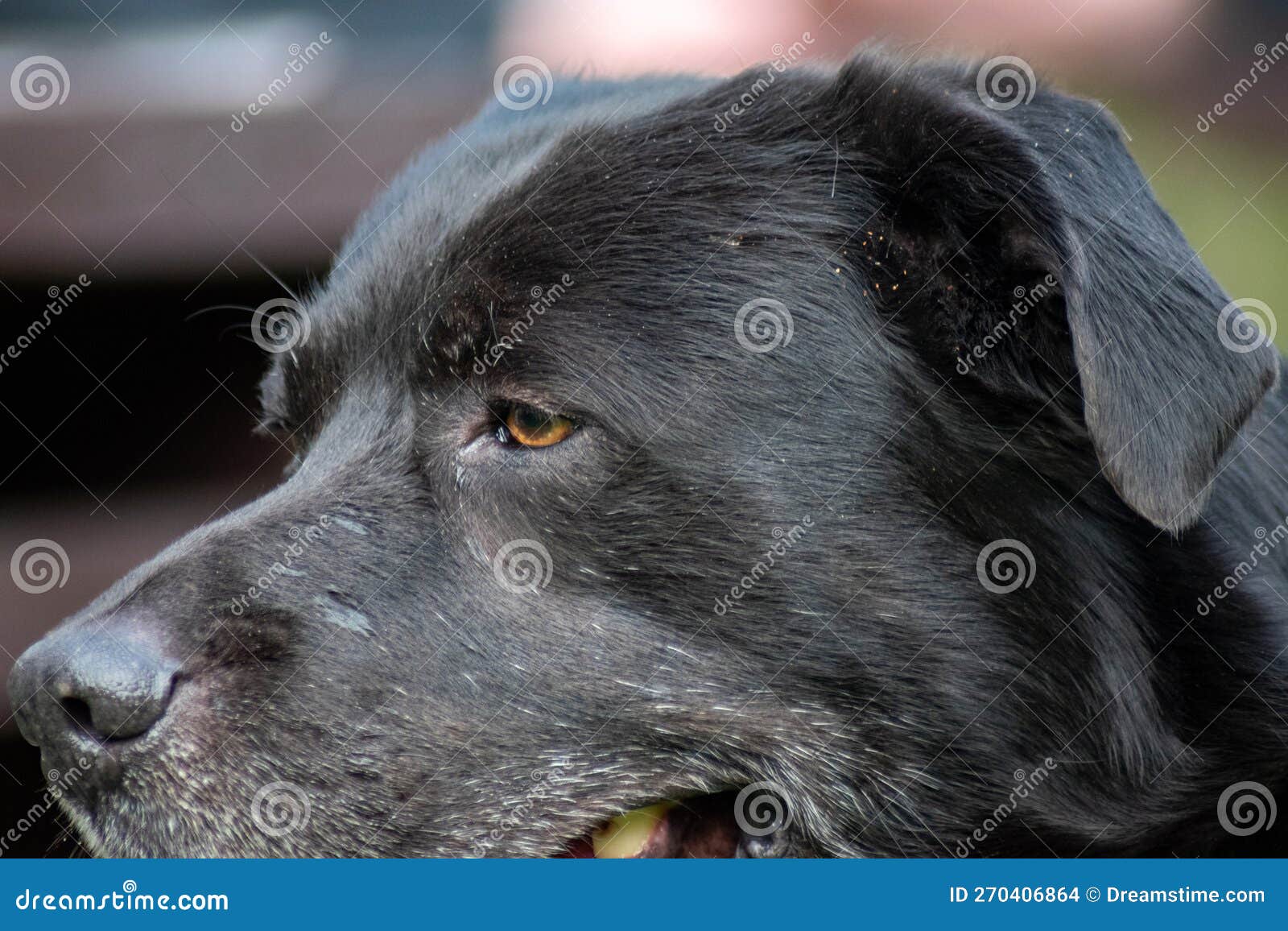 Black Old Labrador Dog Close Up Head Profile Stock Photo - Image of ...