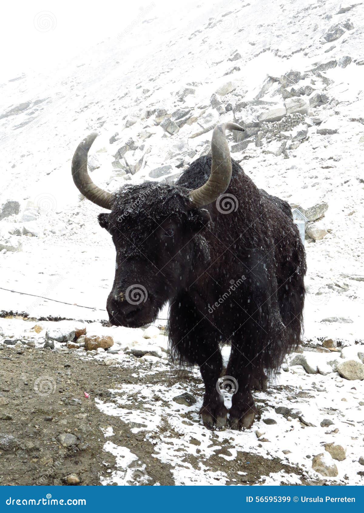 Black old yak stock image. Image of himalaya, outdoors - 56595399