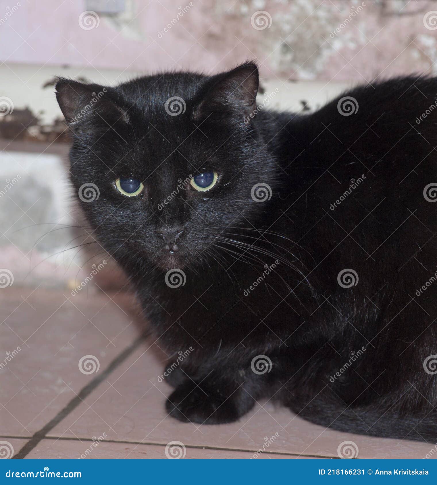 Black old 20 year old cat stock image. Image of devil - 218166231