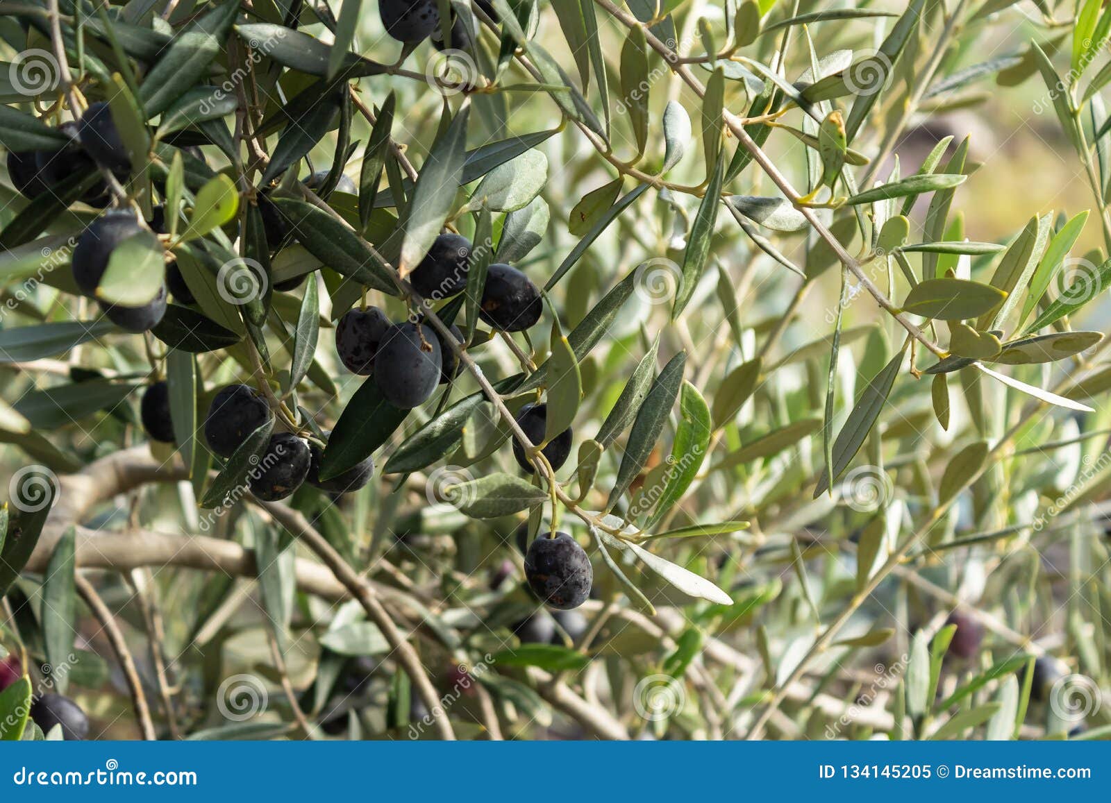 Black olive on a tree stock image. Image of culture - 134145205