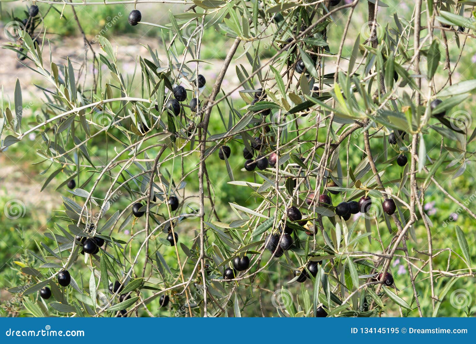 Black olive on a tree stock image. Image of fruit, branch - 134145195