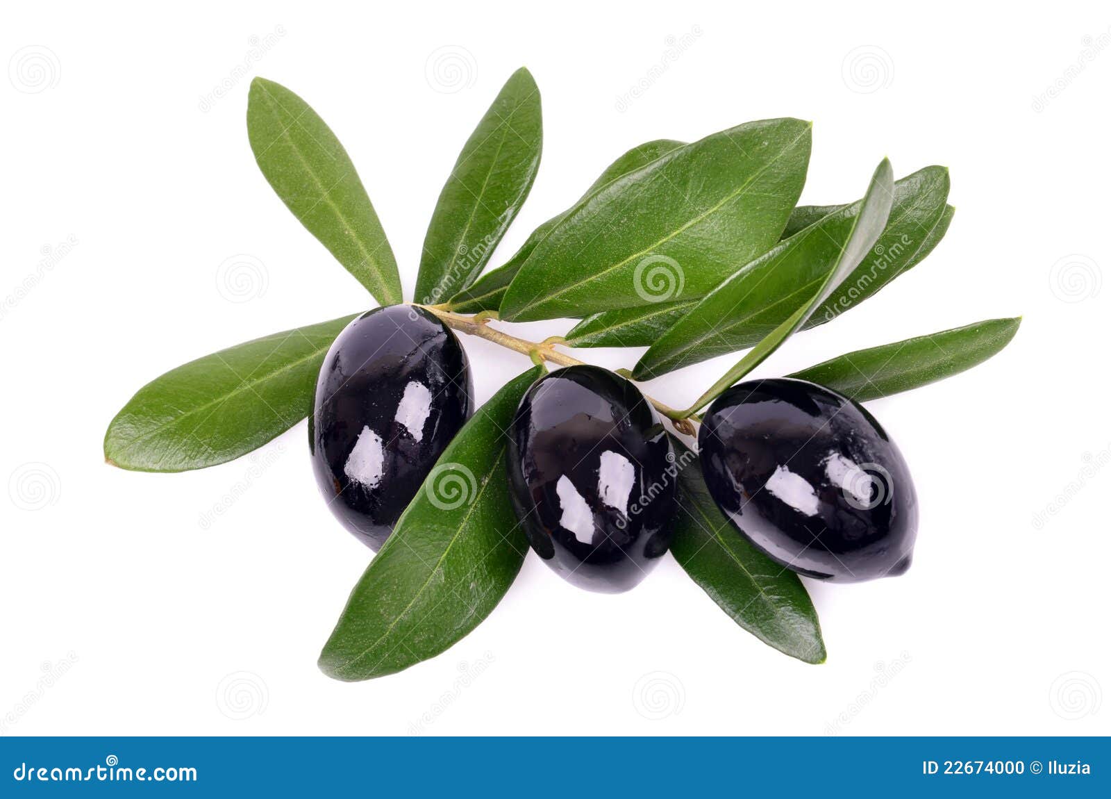 Black Olives with Green Leaves Isolated White Back Stock Photo - Image ...