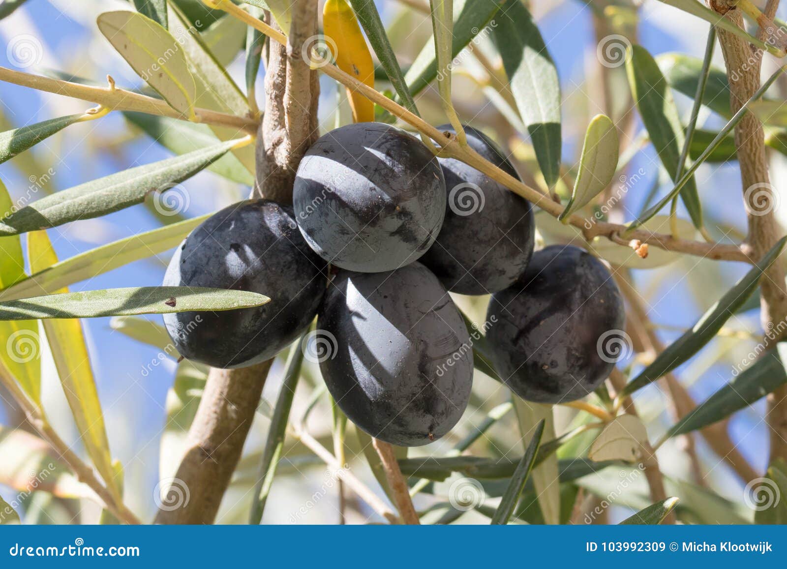 Black olives in a tree stock image. Image of summer - 103992309