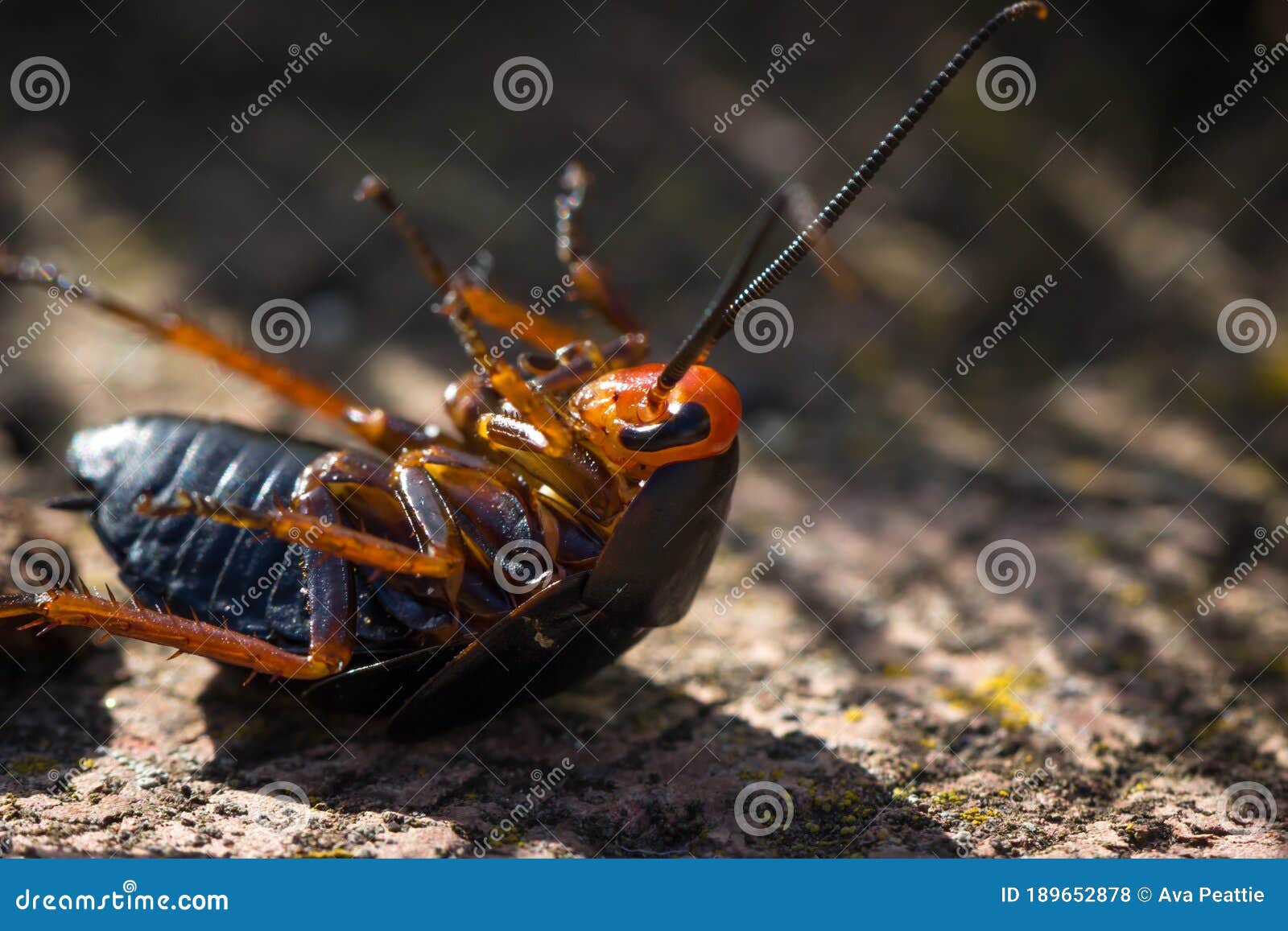 Black and Orange Female Cockroach (deropeltis Eryrthrocephala) Beetle ...