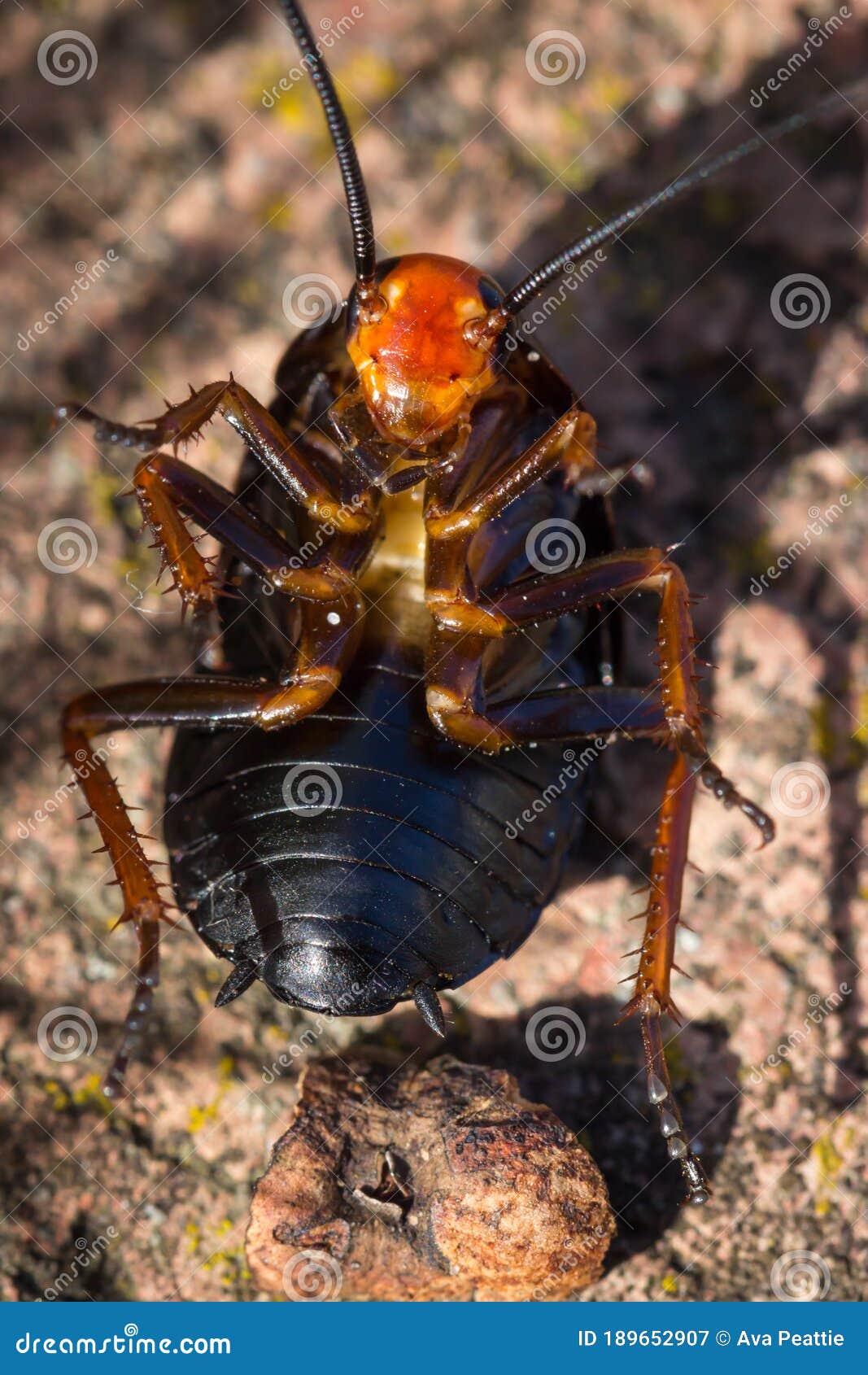 Black and Orange Female Cockroach (deropeltis Eryrthrocephala) Beetle ...