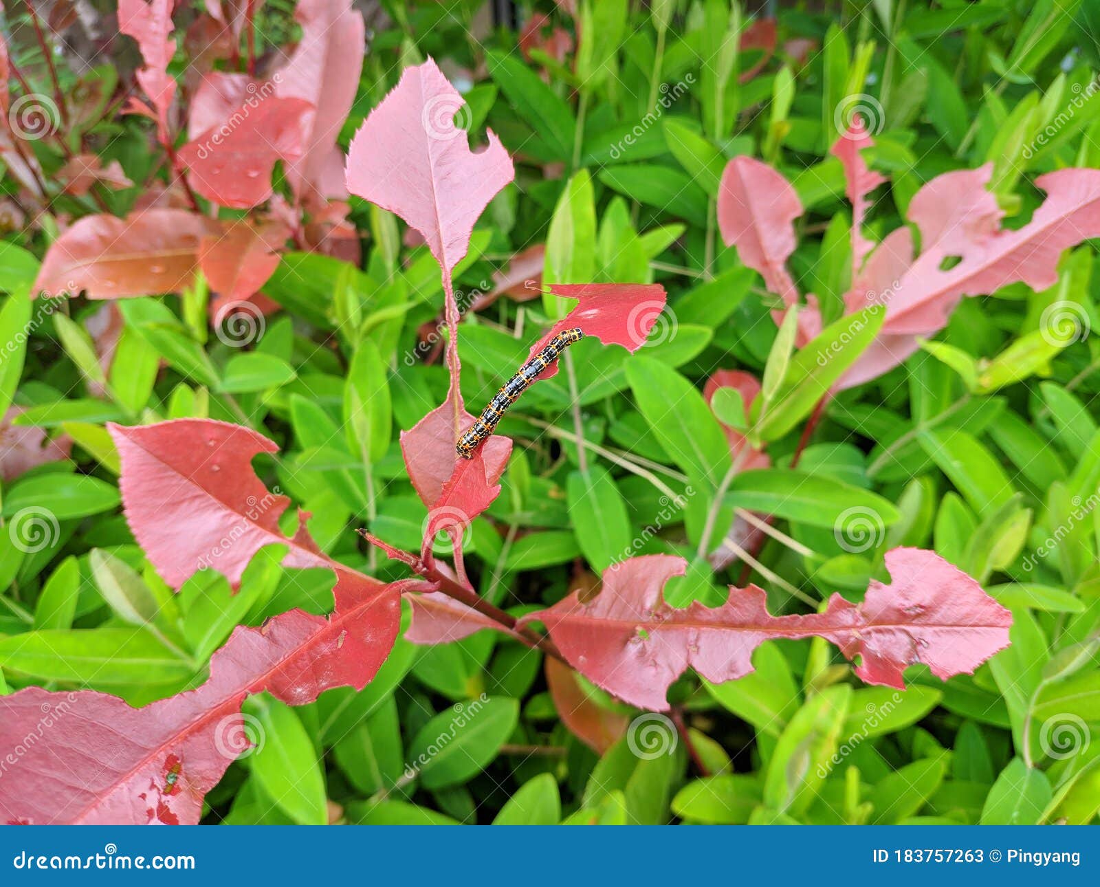 A Bug Eating the Fresh Red Leaves Stock Image - Image of nature, fresh ...