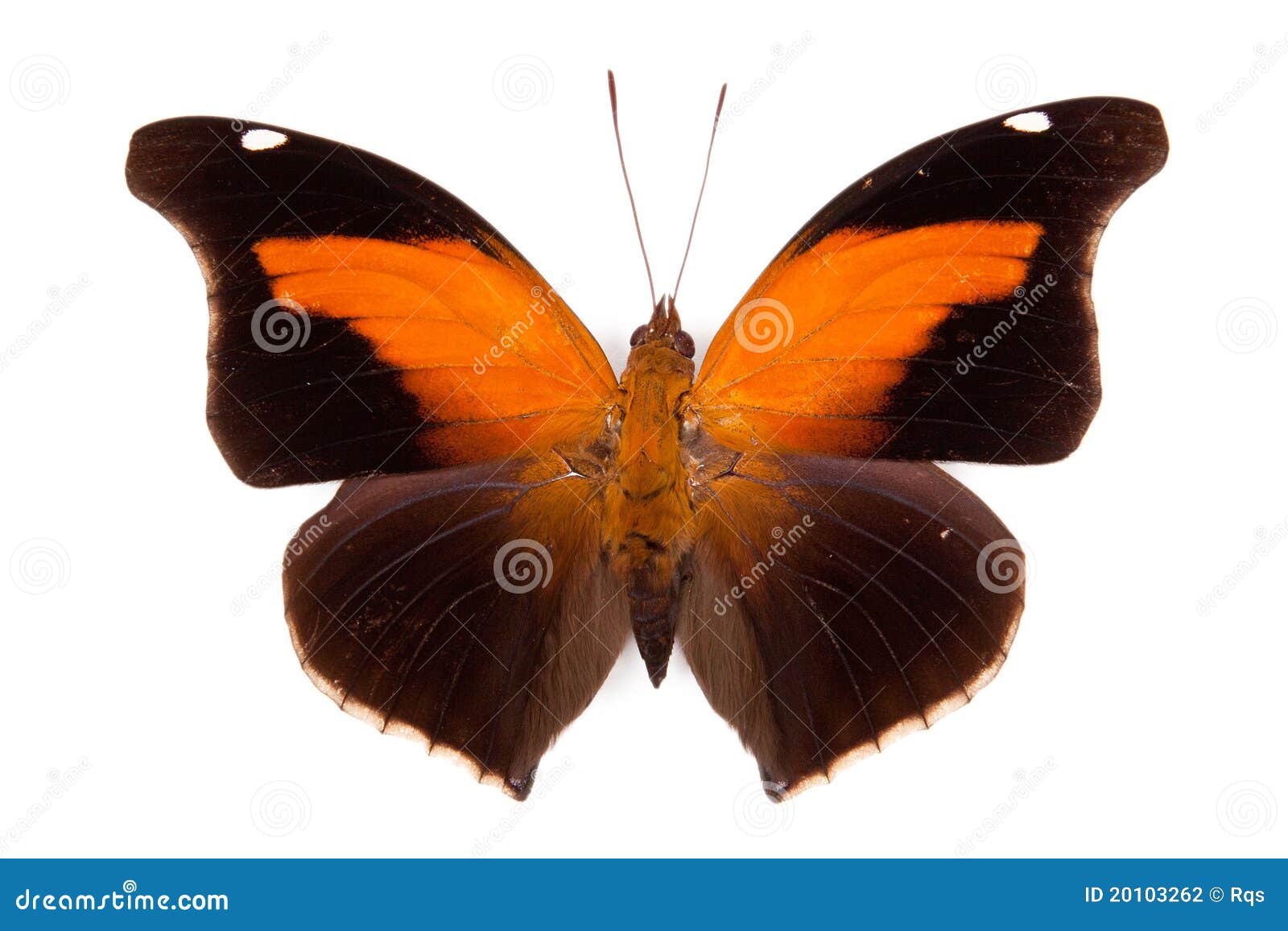 Black And Orange Butterfly Historis Odius Stock Photo - Image of bright ...