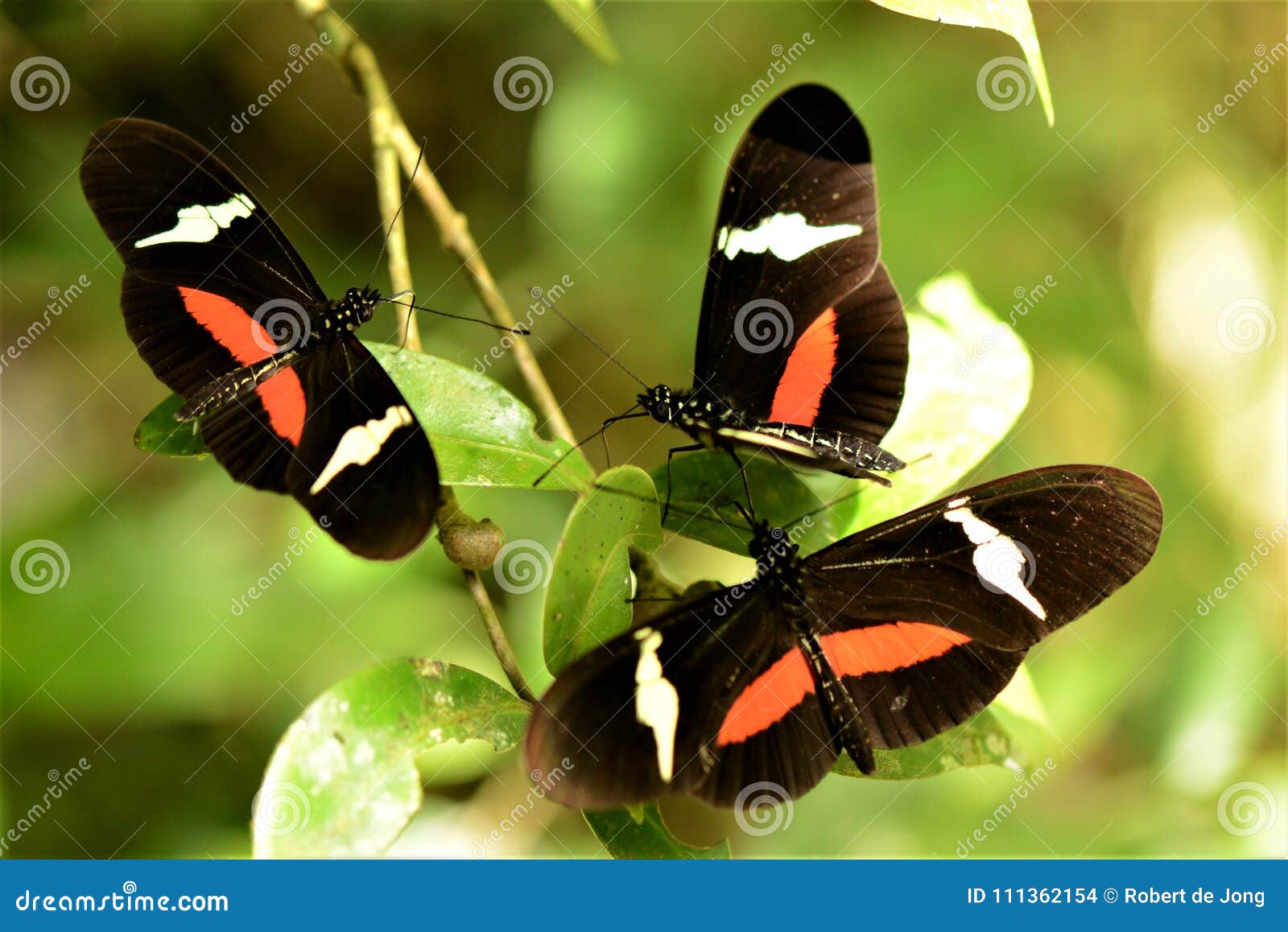 Dancing butterflies stock photo. Image of orange, dancing - 111362154