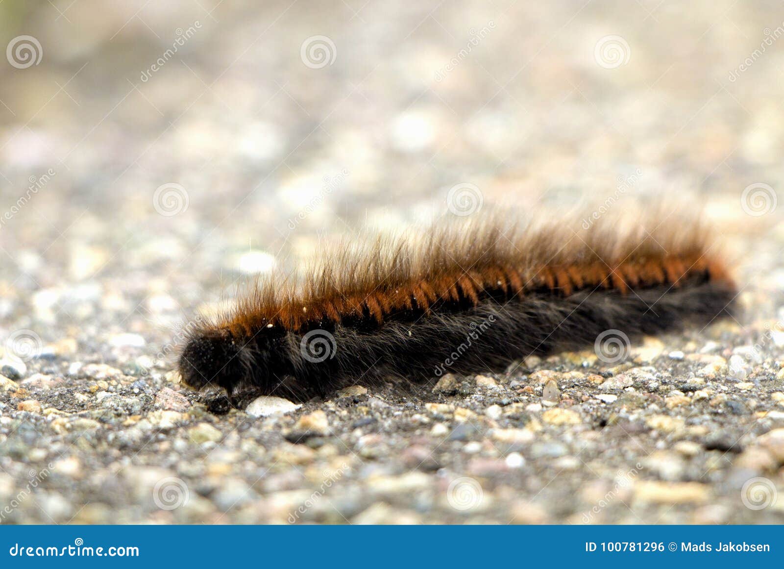 Black and Orange Larvae stock photo. Image of fauna - 100781296