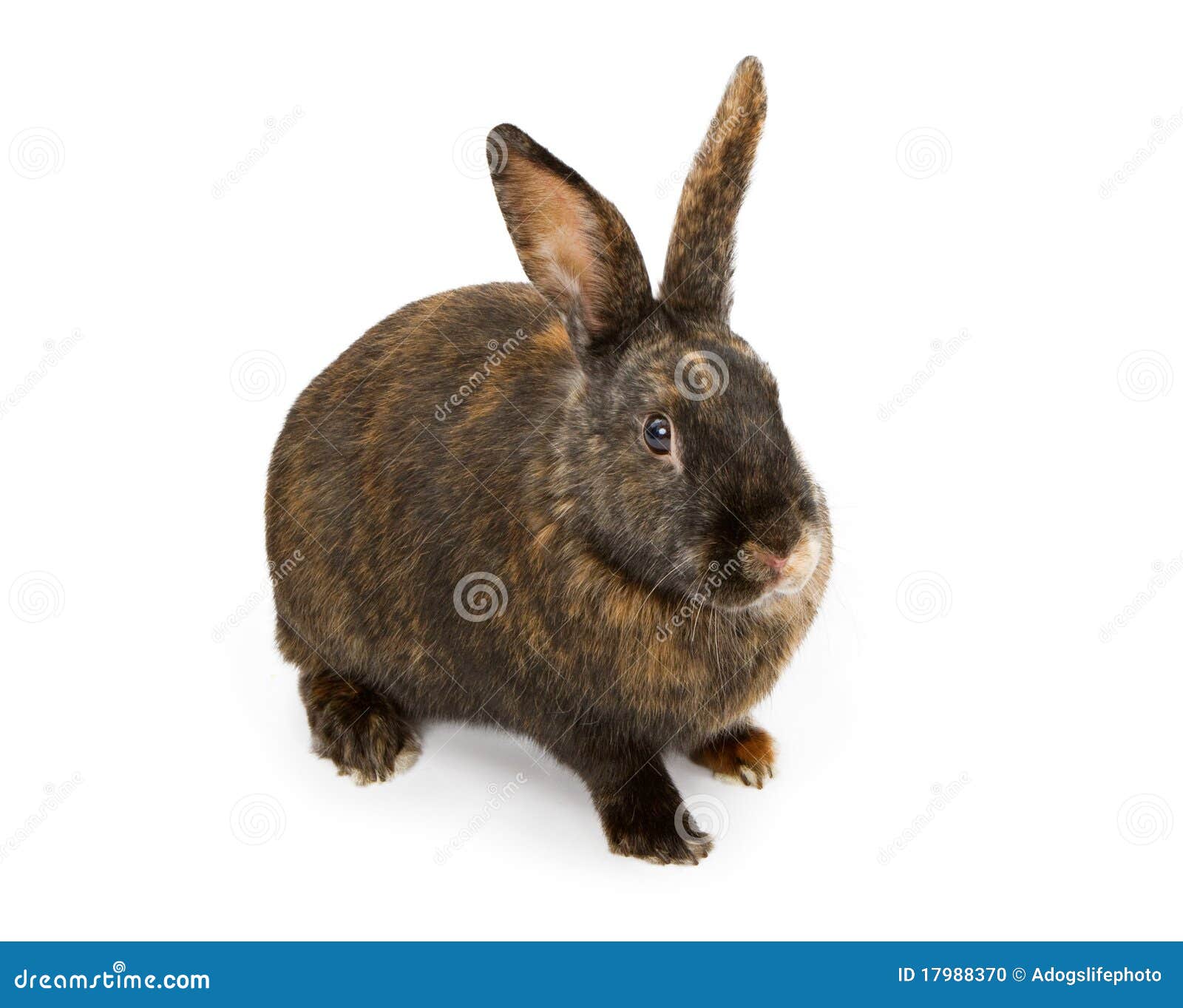 A Black and Orange Rabbit Isolated on White Stock Photo - Image of ...