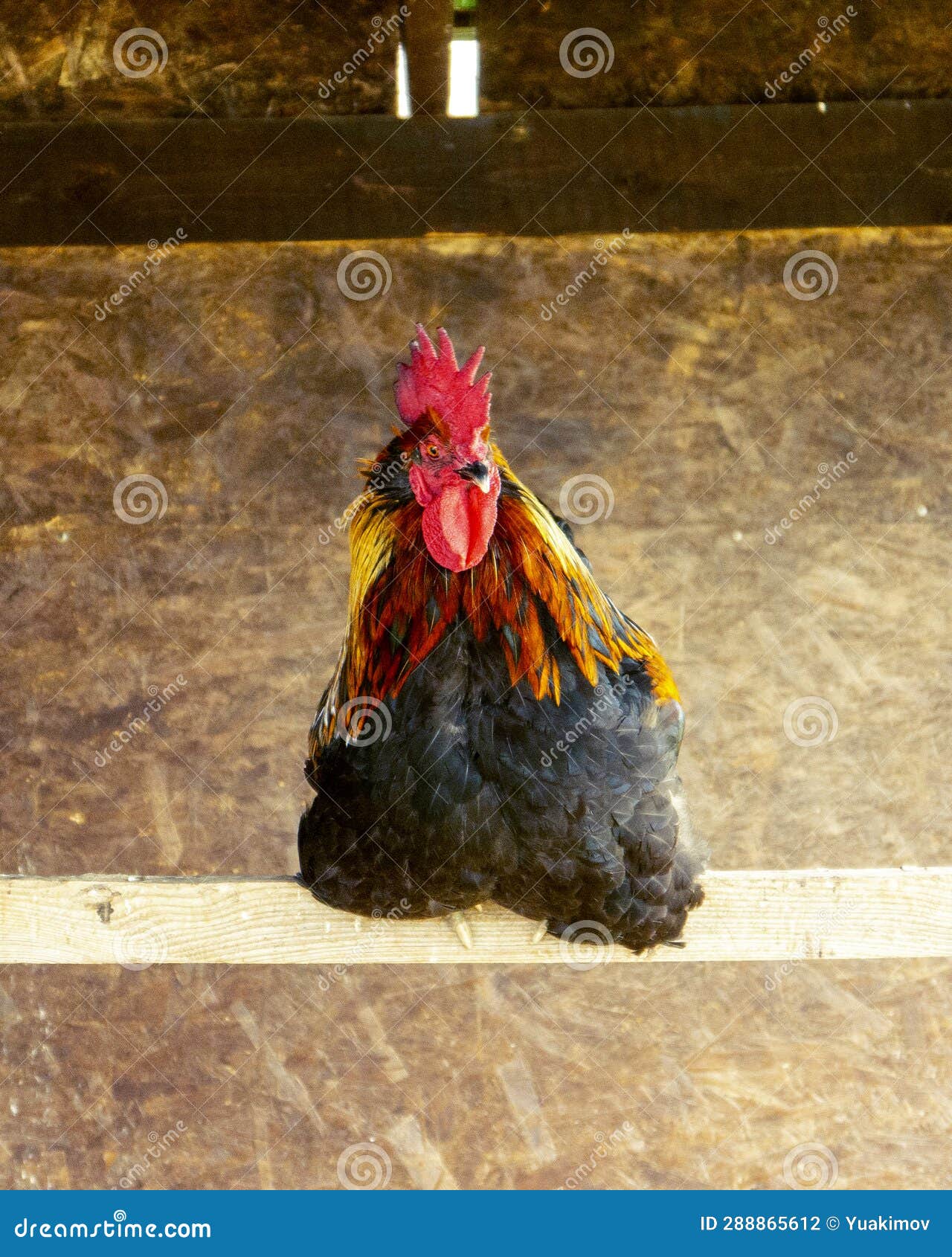 Black and Orange Rooster on Perch Looking Forward on Camera Front View ...