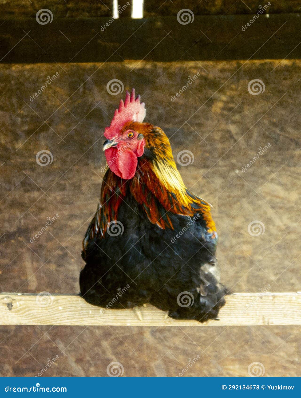 Black and Orange Rooster with Red Cockscomb on Wooden Perch Front View ...