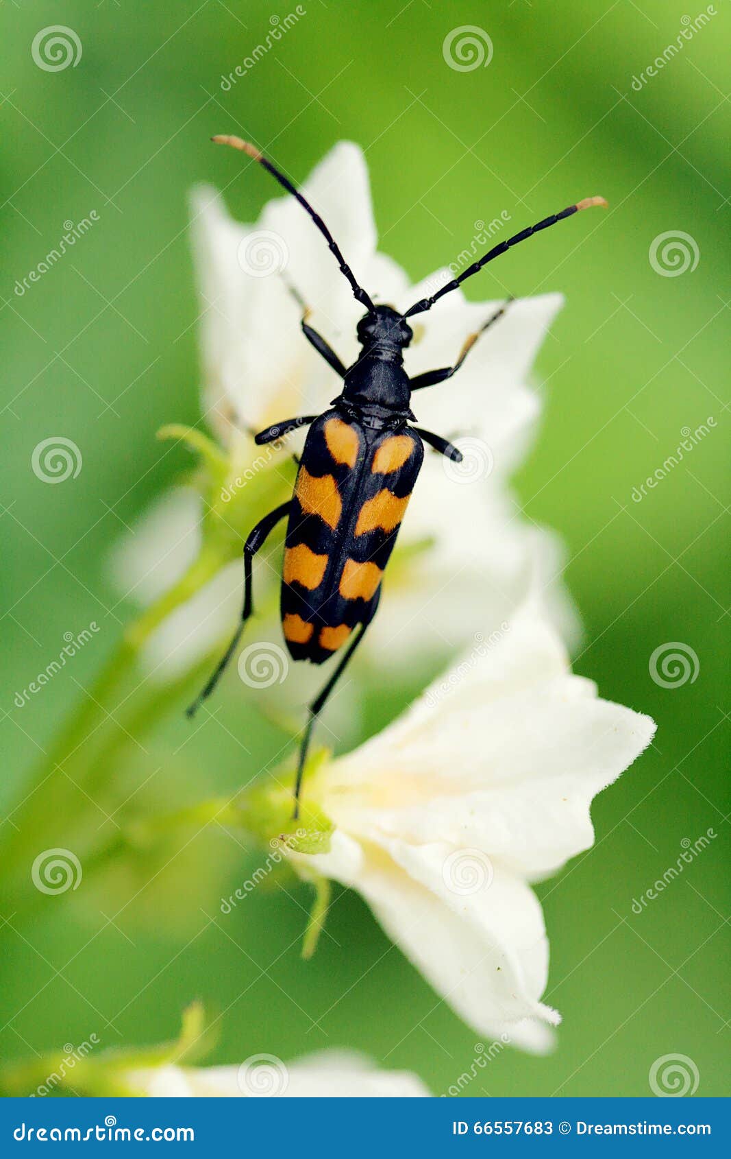 Black Orange Striped Beetle Stock Image - Image of beetle, striped ...