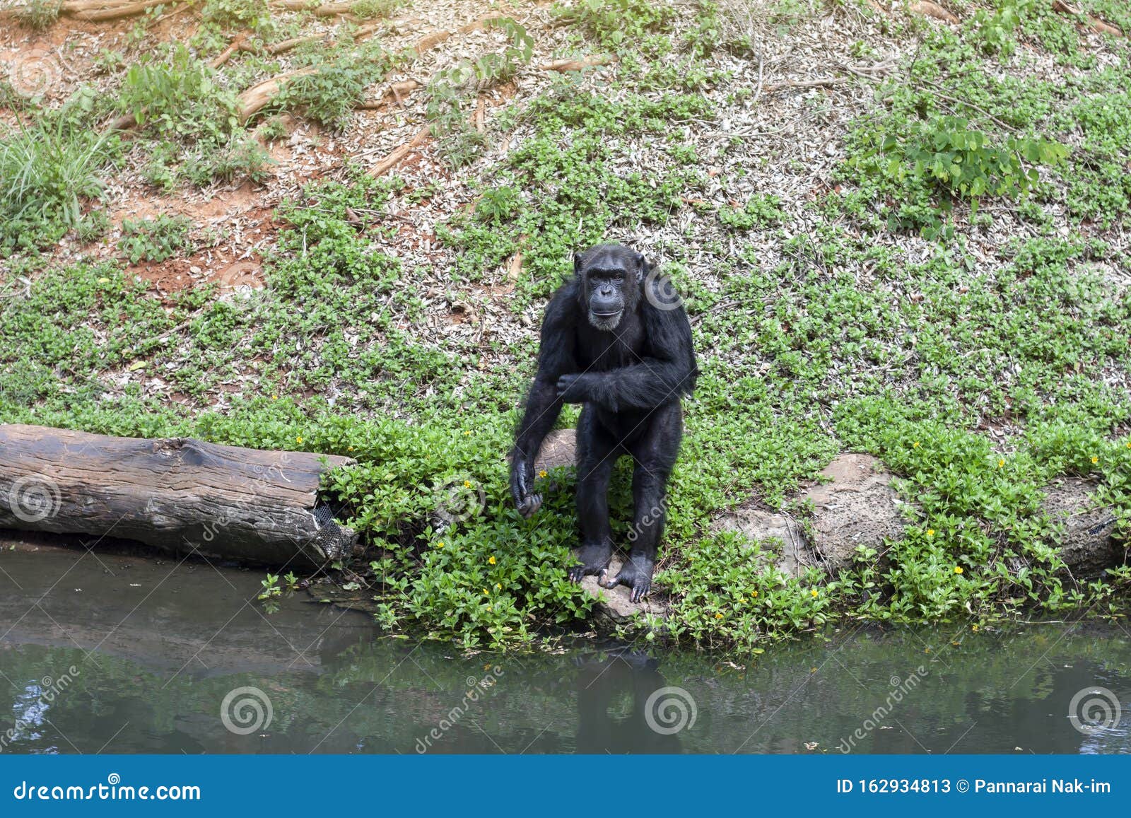 Black Orangutan is Standing on 2 Legs Like a Human. Stock Image - Image ...