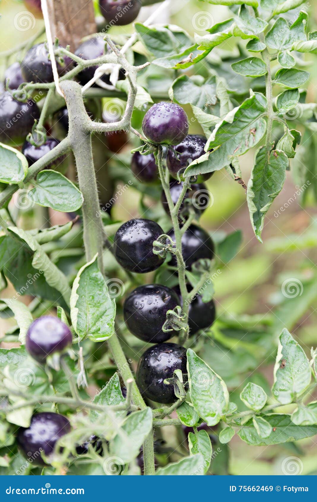 Black organic tomatoes stock image. Image of agriculture - 75662469