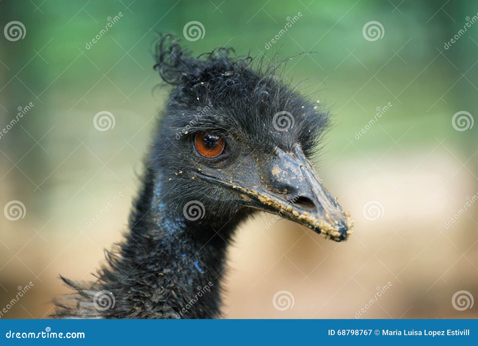 Black Ostrich Closeup Portrait Stock Image - Image of bright, haired ...