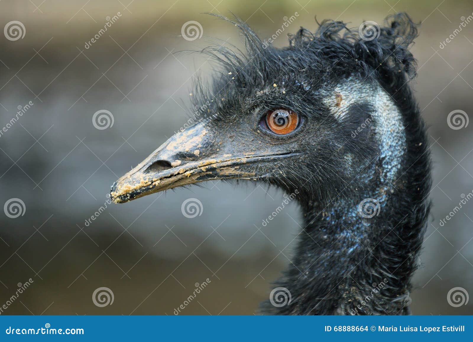 Black Ostrich Closeup Portrait Stock Photo - Image of eyes, dark: 68888664