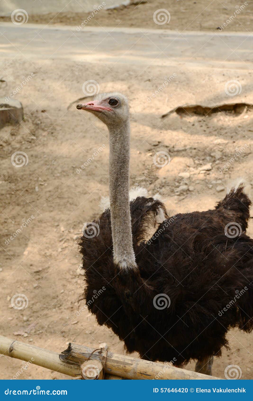 Black ostrich in zoopark stock photo. Image of ecological - 57646420