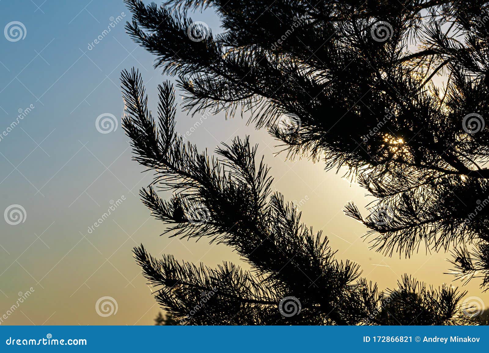 Black Outline of a Coniferous Tree Stock Image - Image of conifer ...