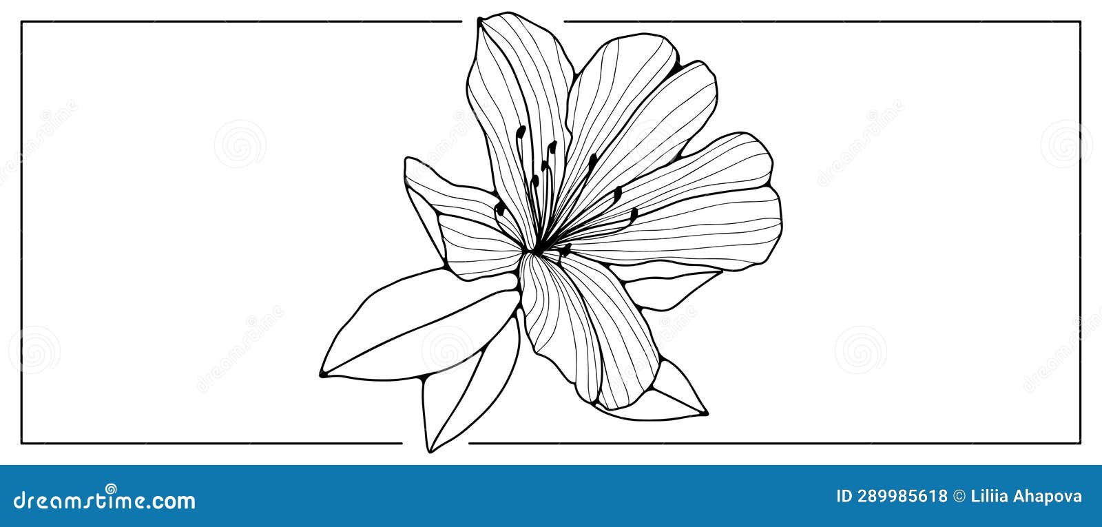 Black Outline of a Delicate Azalea Flower on a White Background with a ...