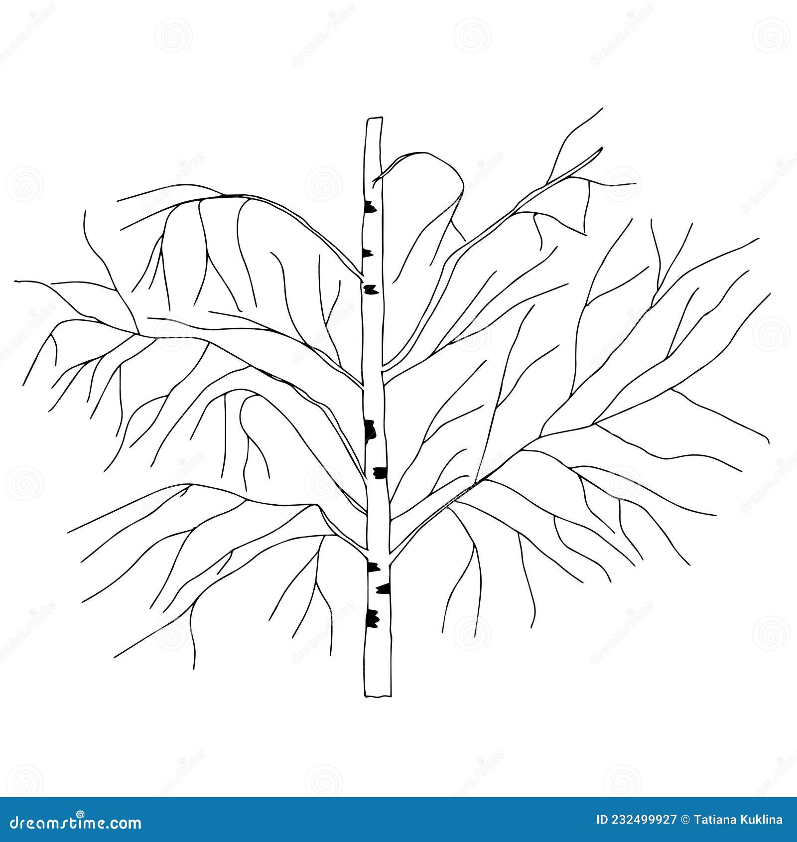 Black Outline Hand Drawing Vector Illustration of a Birch Tree without ...