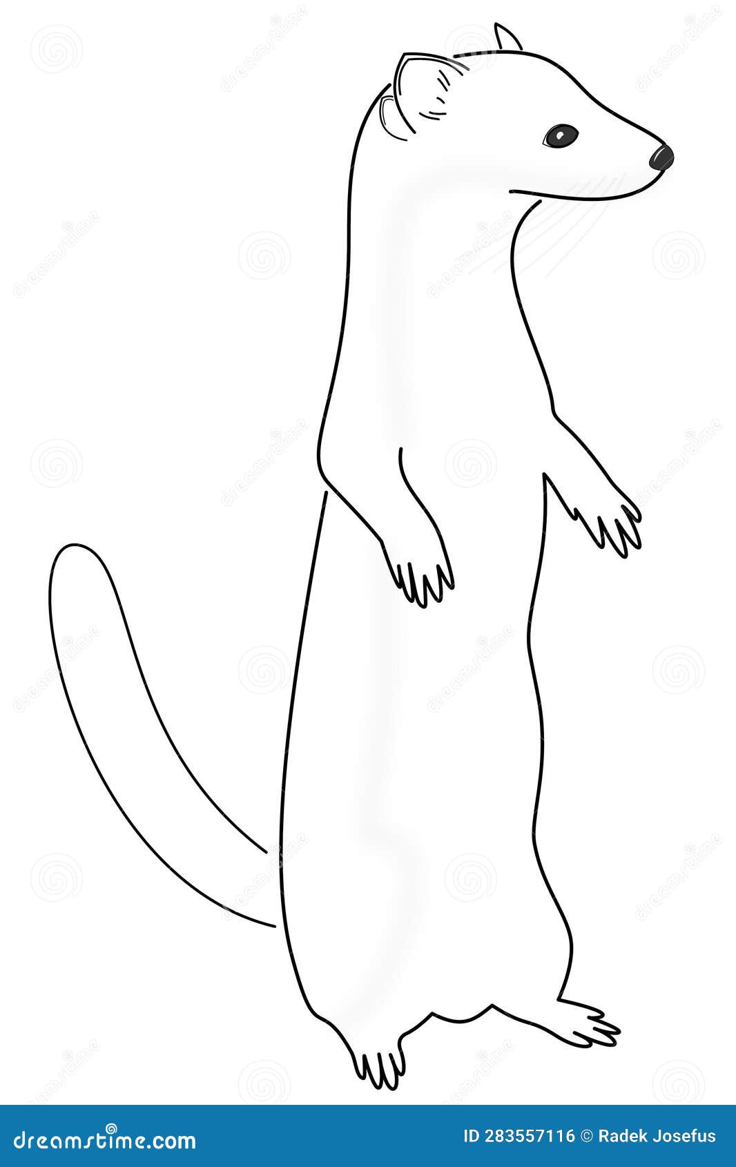 Black Outline of Standing Ermine Stock Illustration - Illustration of ...