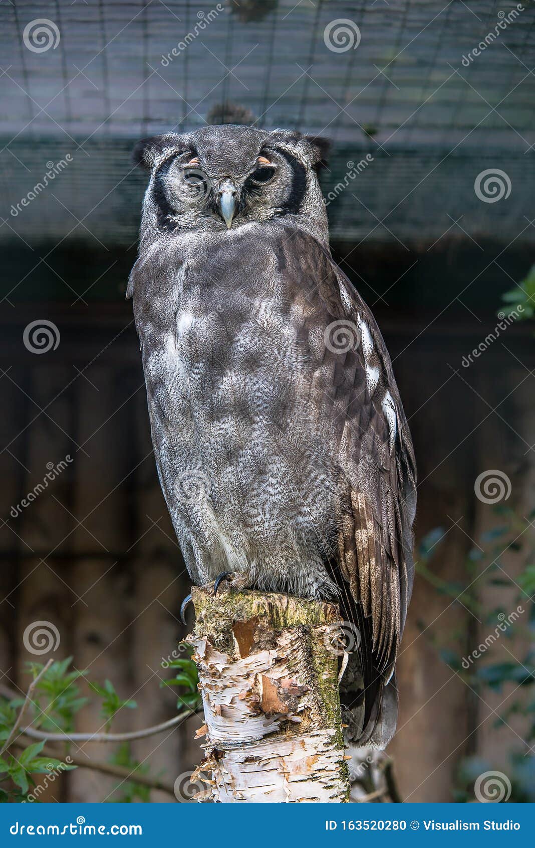 A Black Owl Perched on a Tree Trunk Stock Photo - Image of wing ...