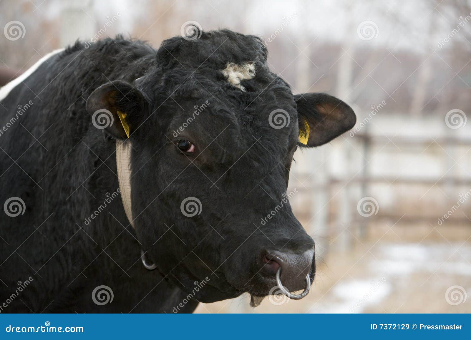 Black ox stock image. Image of calf, agriculture, farm - 7372129