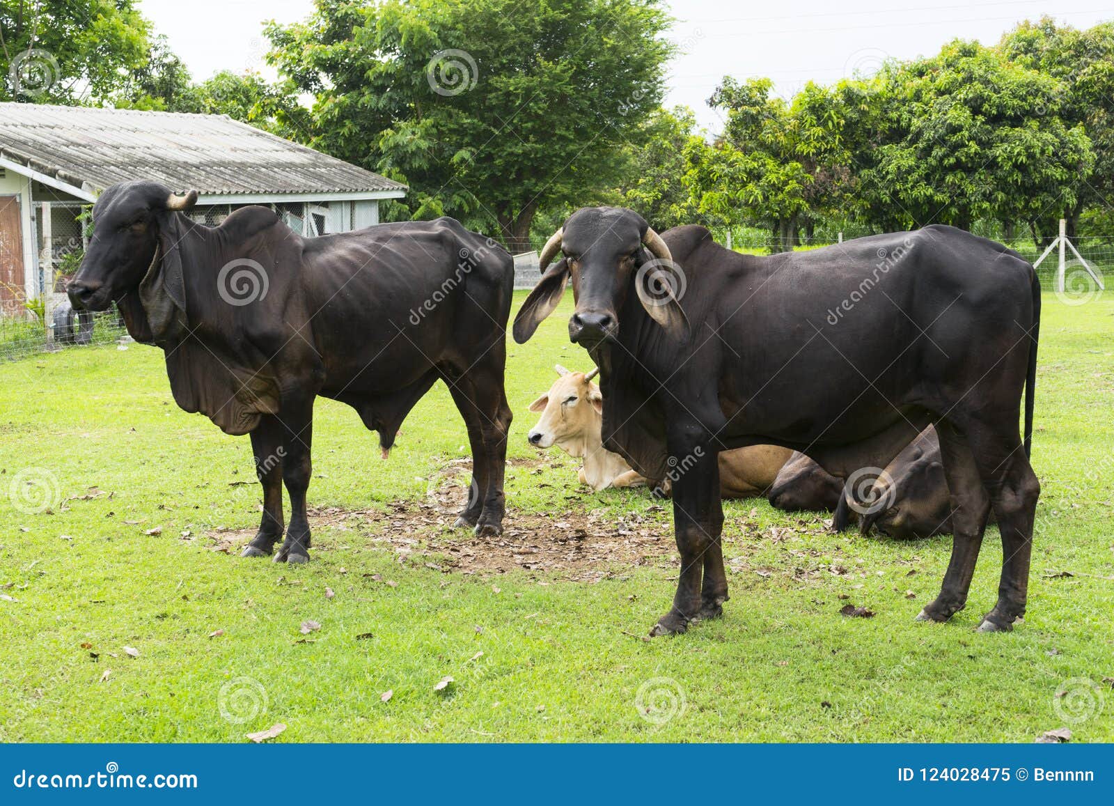 Black ox in a farm stock image. Image of food, farming - 124028475
