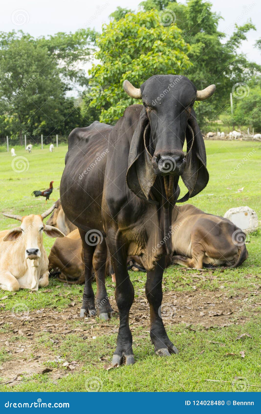 Black ox in a farm stock photo. Image of people, farm - 124028480