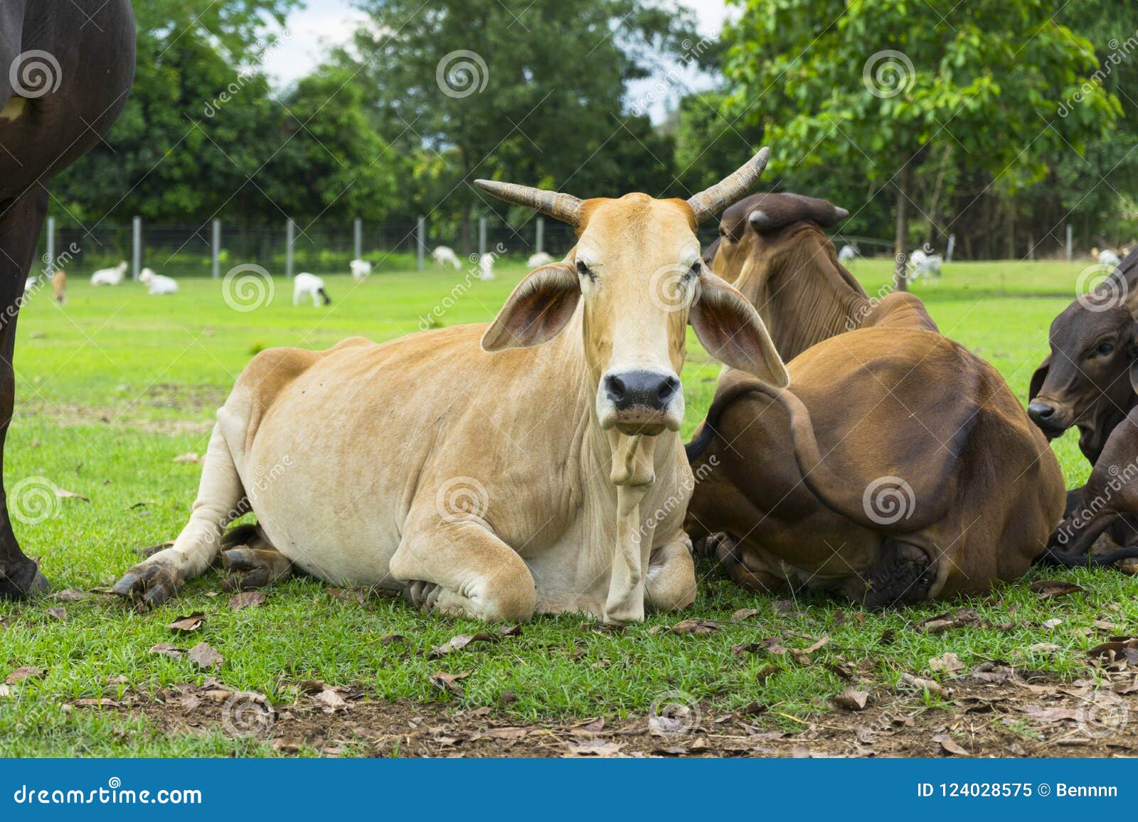 Black ox in a farm stock image. Image of farming, black - 124028575